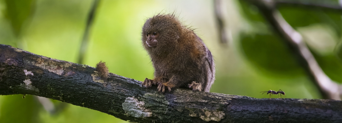 [Noticias] Salvando Primates, una experiencia multimedia en el ...